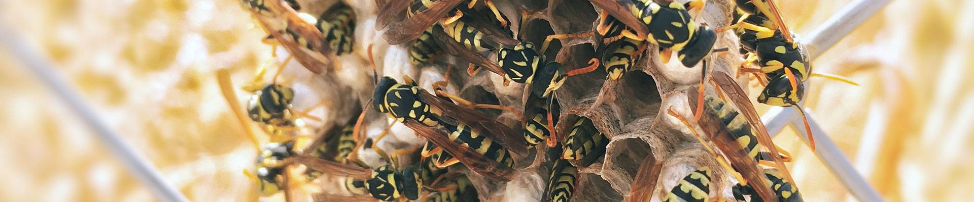 Wasp Removal - Wasp Nest Removal Near Me | Able Group