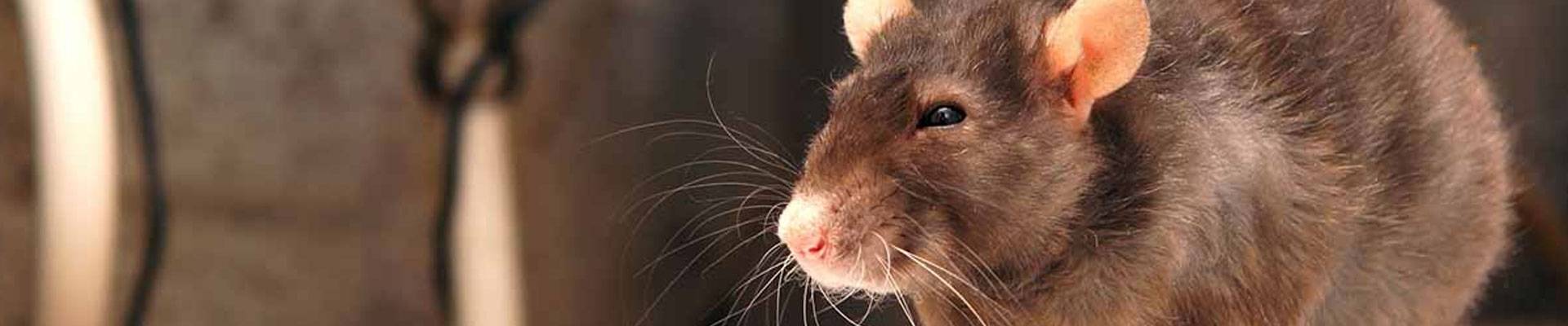 Rat Exterminator - Rat Control Near Me | Able Group