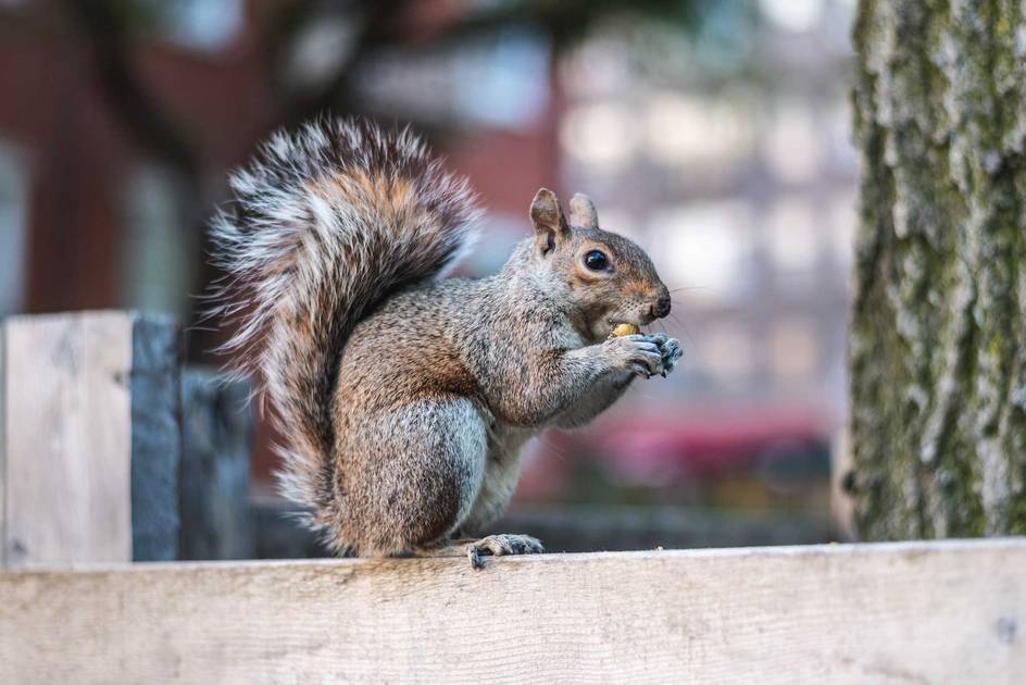 Squirrels Pest Control in Renfrewshire