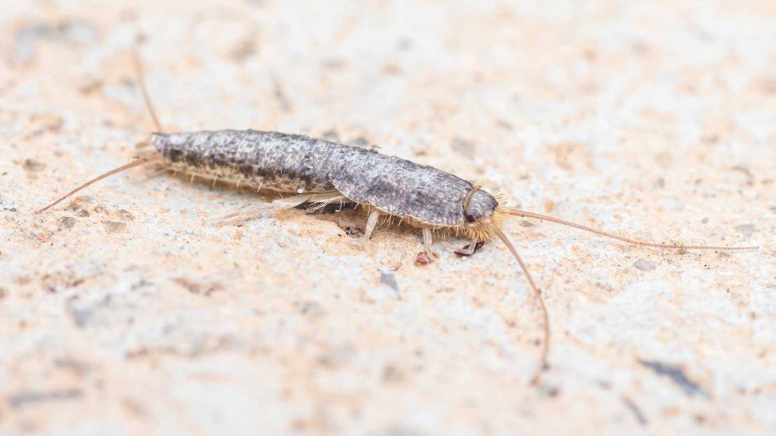 Silverfish Pest Control in Hook | Able Group