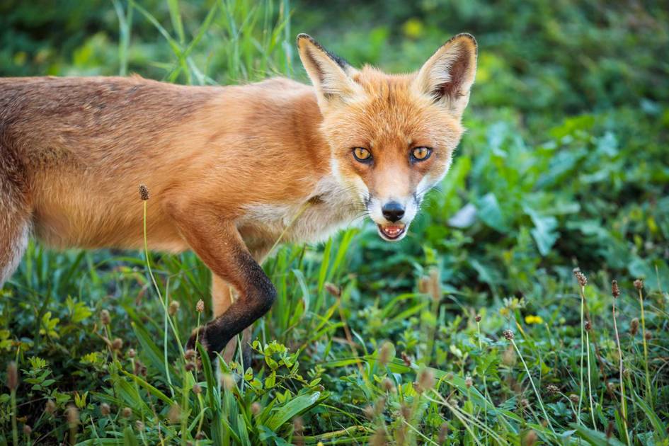 Fox Pest Control in Langport
