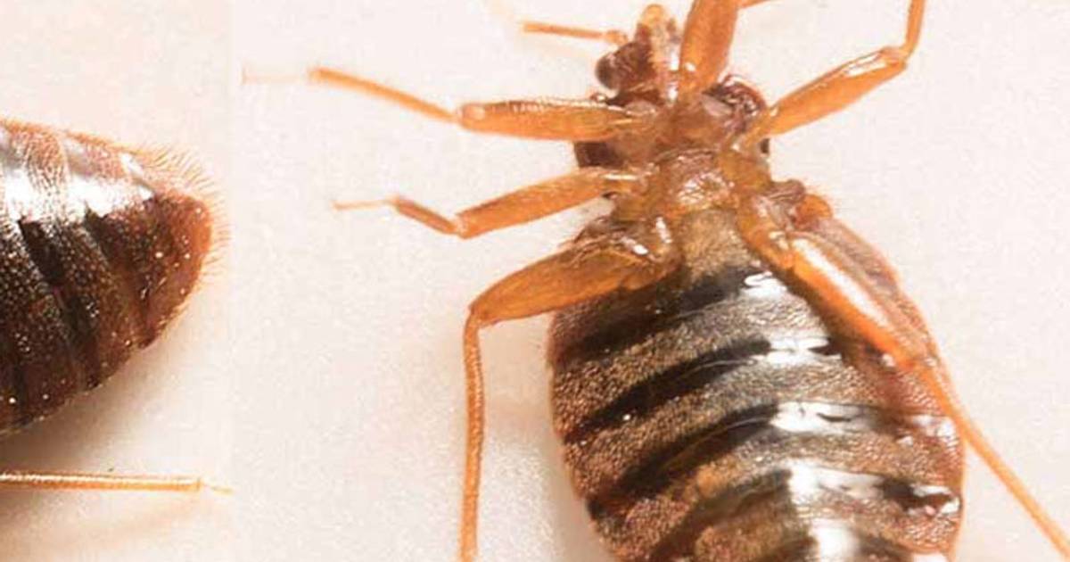 Bed Bug Exterminators - Bed Bug Removal Near Me in Shirley - London ...