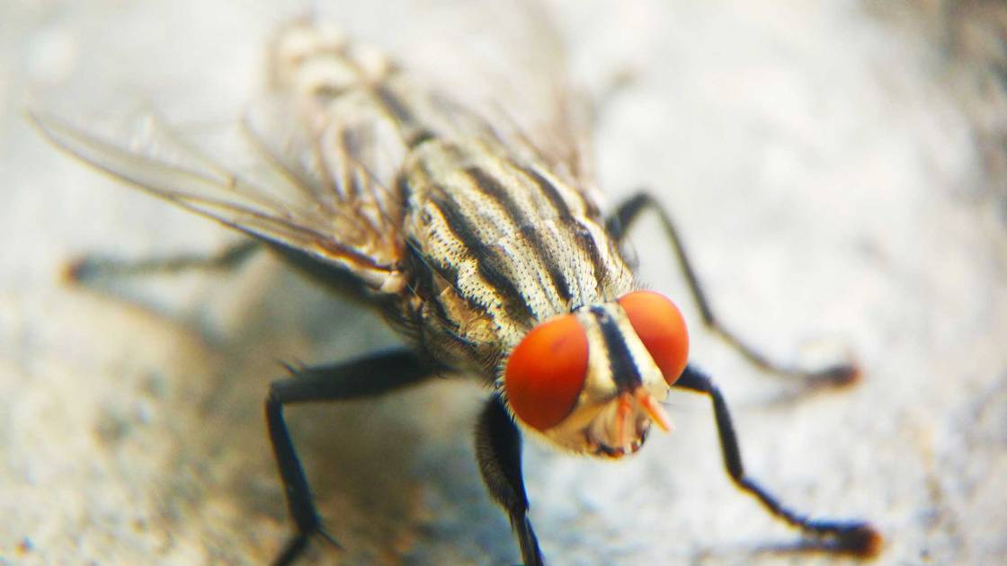 Cluster Fly Pest Control in Redhill