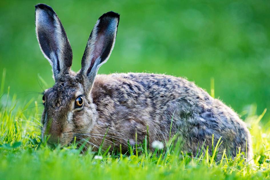 Rabbits pest control in Boughton