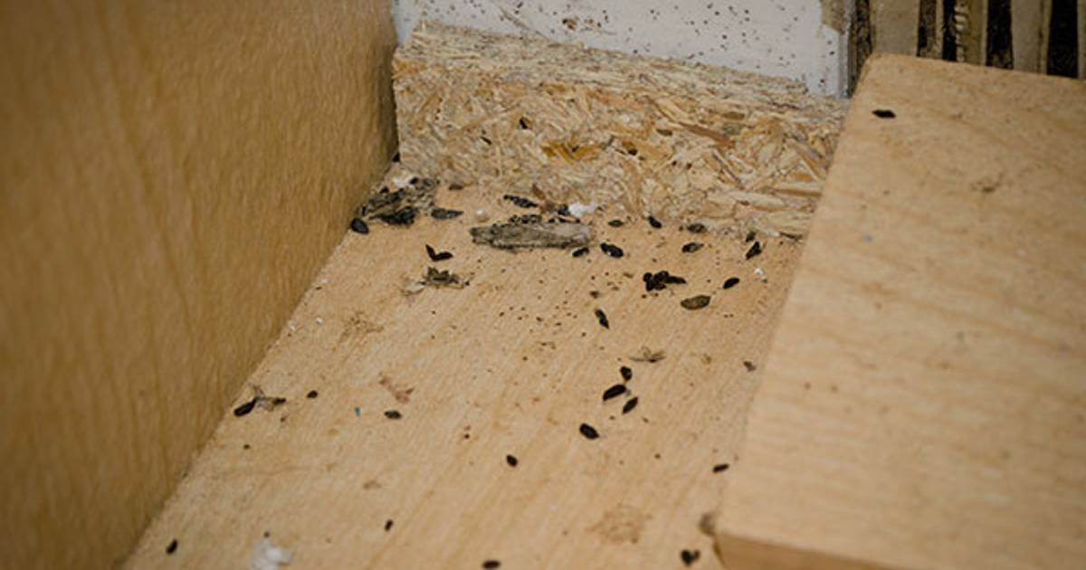 What to Do If You Notice Signs of a Pest Infestation | Blog | Able Group