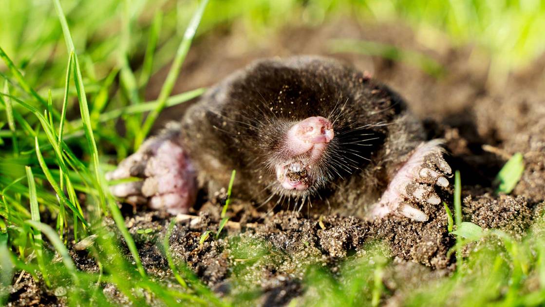 Moles Pest Control Services in Stretford
